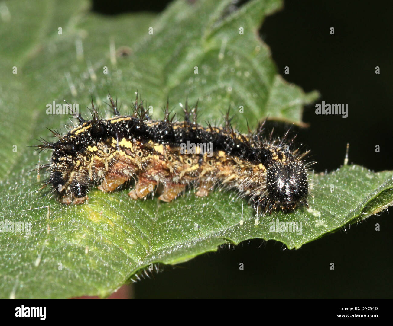 Detaillierte Makro Nahaufnahme von der Raupe, der Schmetterling kleiner ...