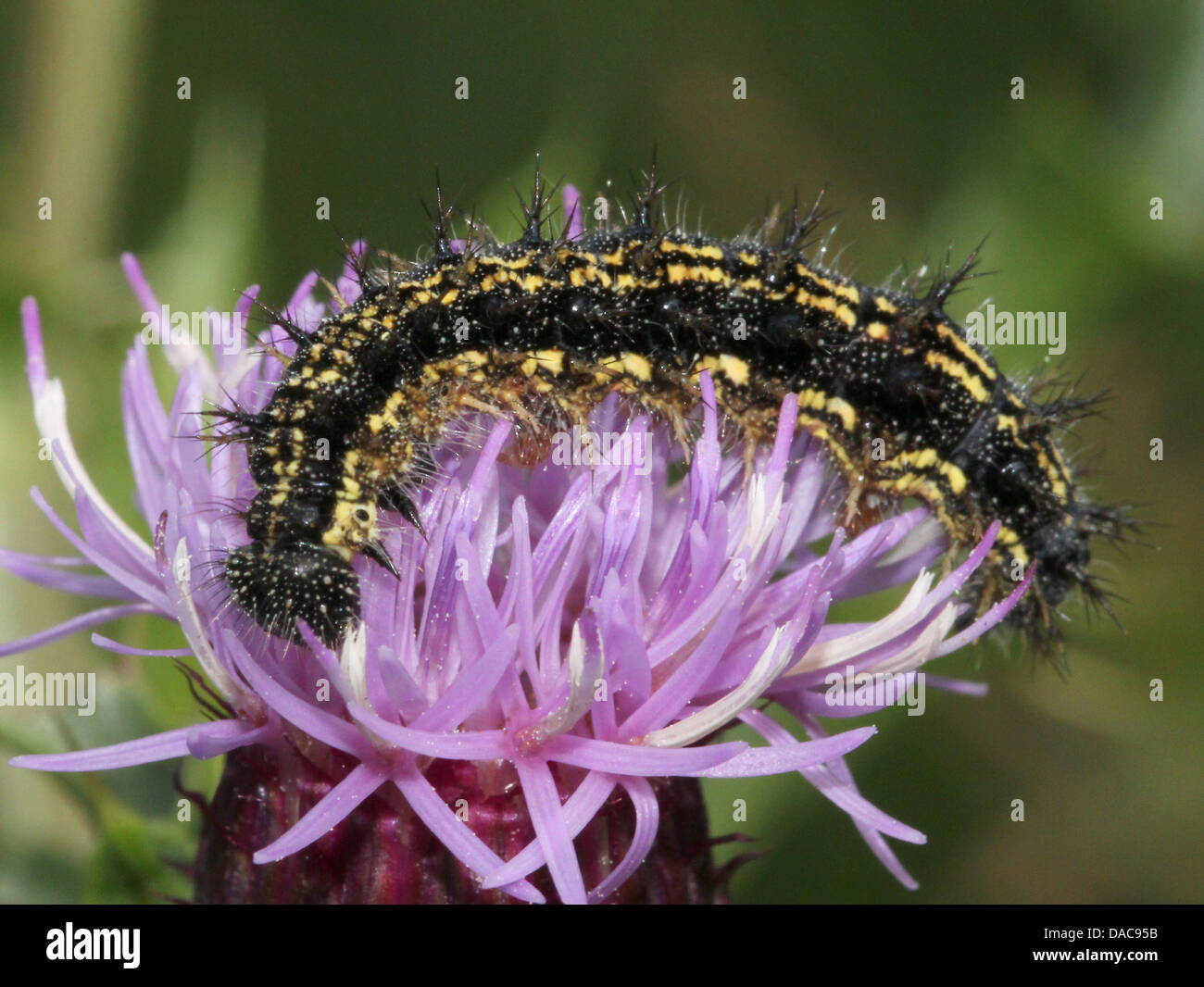 Detaillierte Makro Nahaufnahme von der Raupe, der Schmetterling kleiner ...