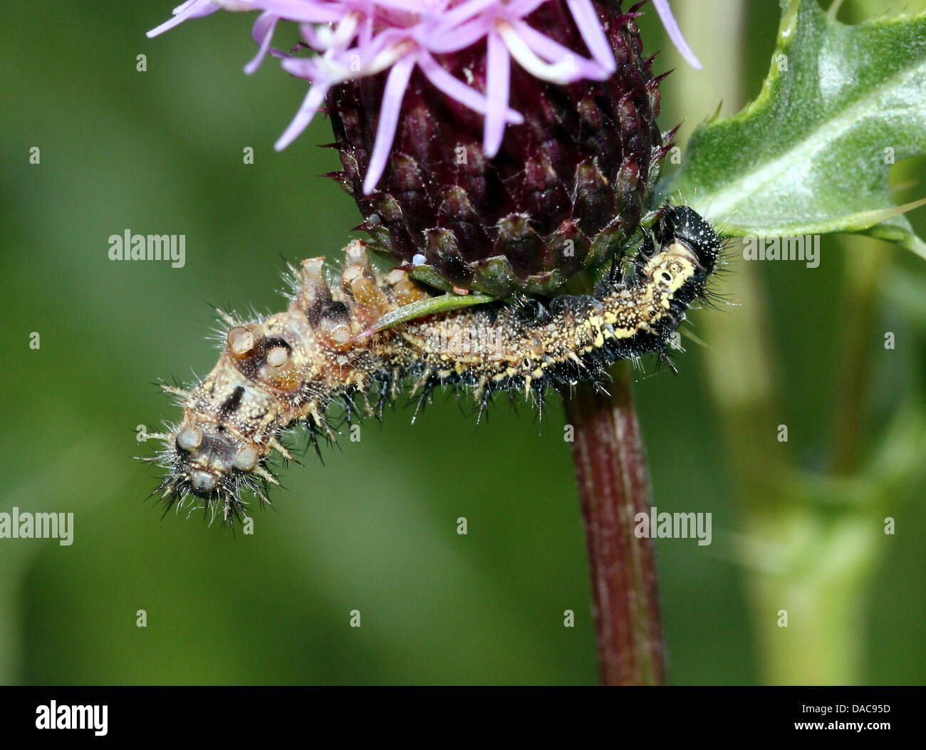 Detaillierte Makro Nahaufnahme von der Raupe, der Schmetterling kleiner ...