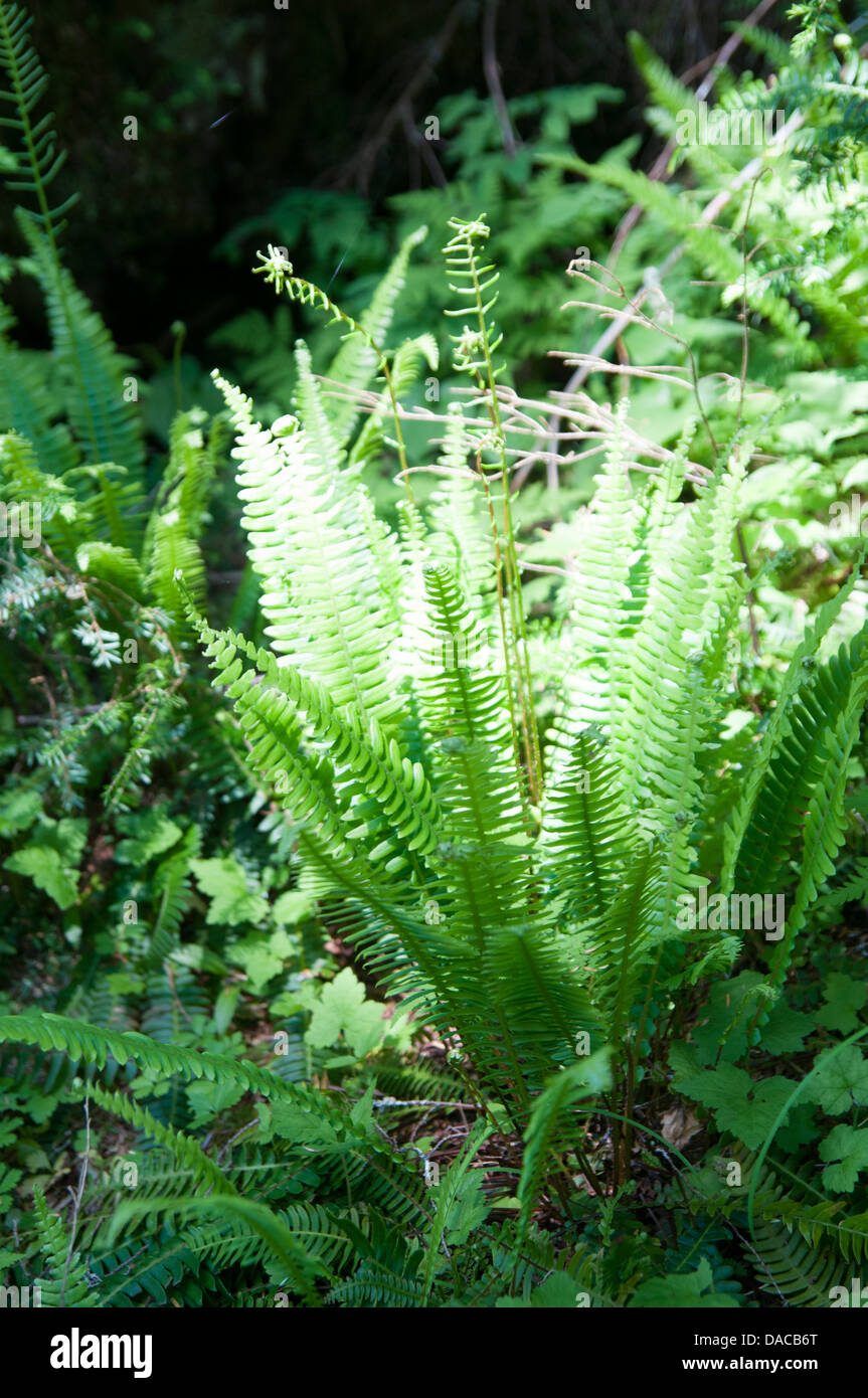 Farn in einem wald -Fotos und -Bildmaterial in hoher Auflösung – Alamy