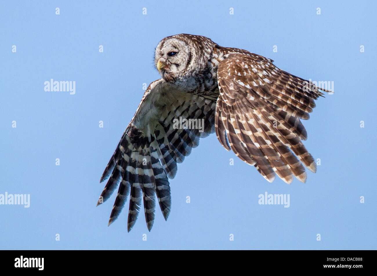 Barred owls -Fotos und -Bildmaterial in hoher Auflösung – Alamy
