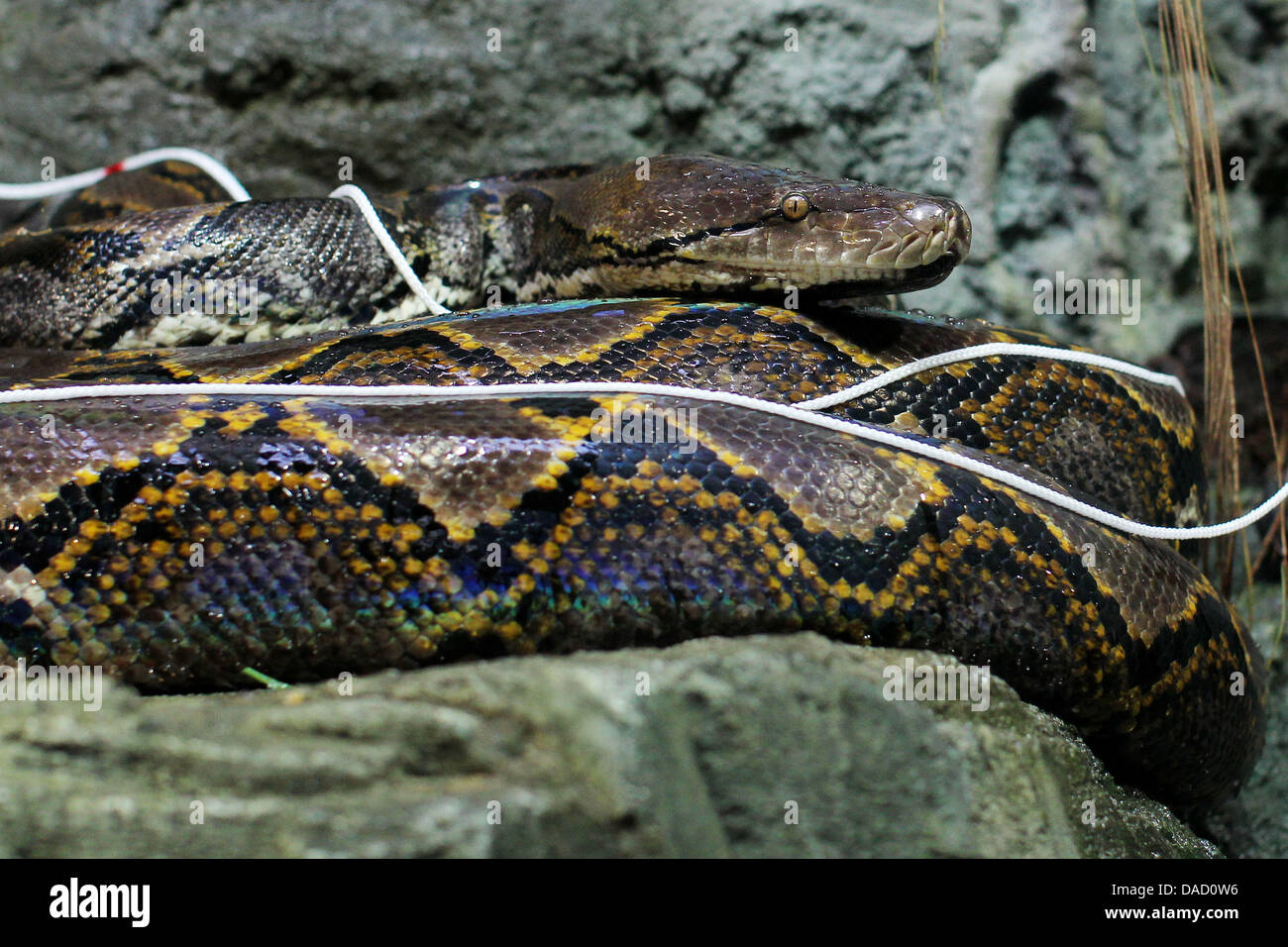 Python Reticulatus genannt "Marlise" bemisst sich im tropischen ...