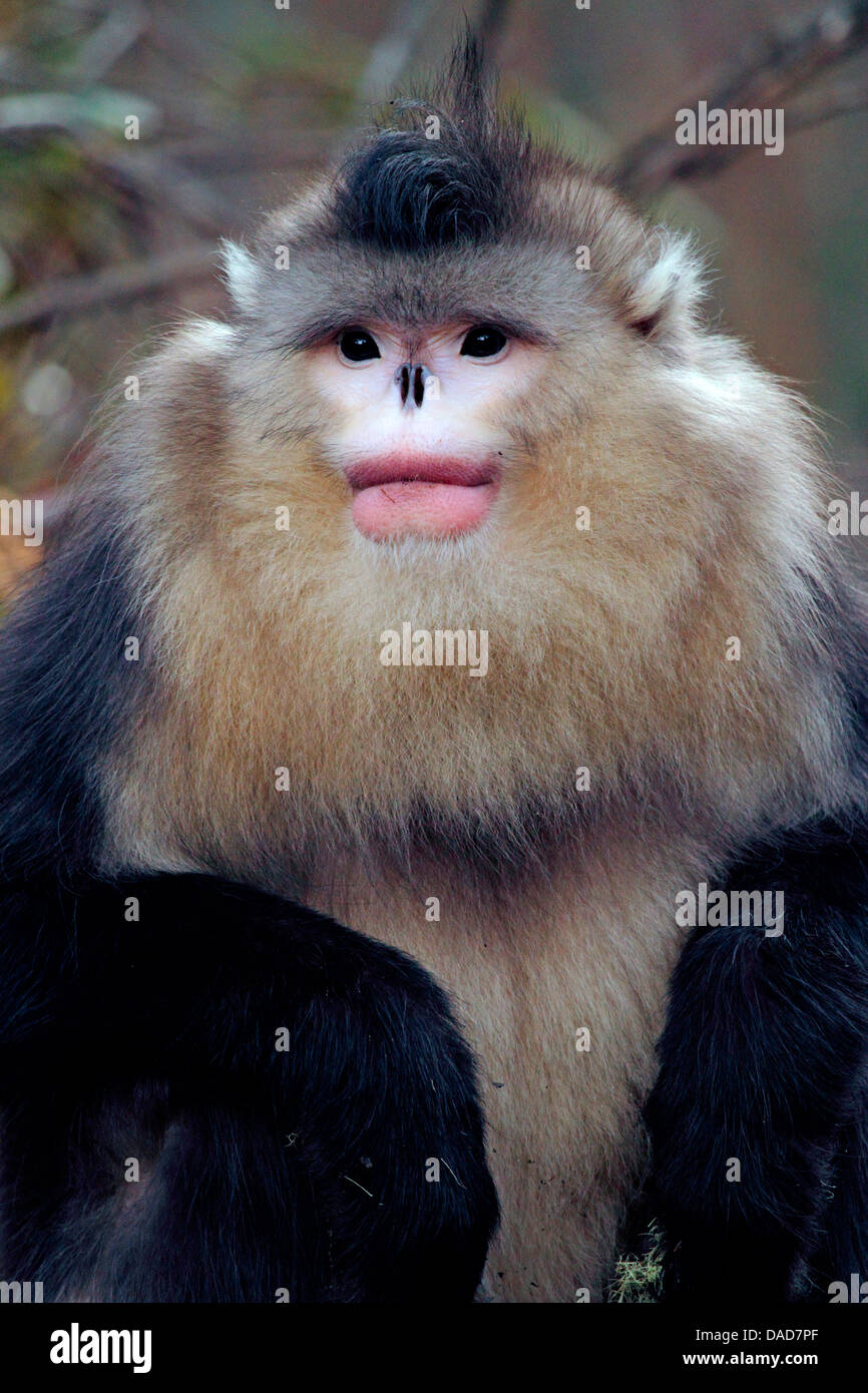 Yunnan stupsnase monkey rhinopithecus bieti -Fotos und -Bildmaterial in ...