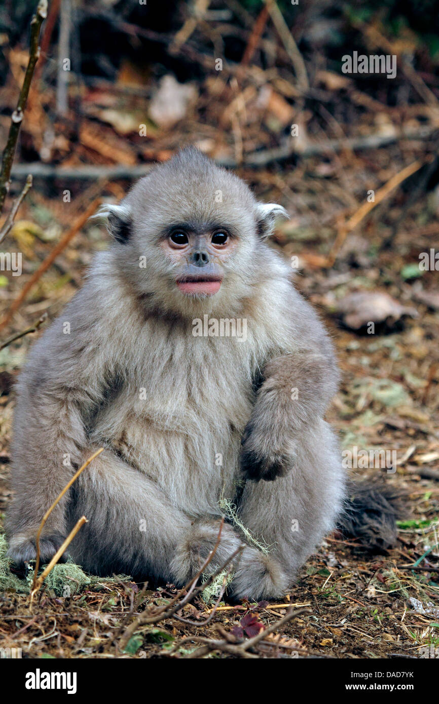 Schwarzer stupsnasige Affe, Yunnan stupsnasige Affe (Rhinopithecus ...
