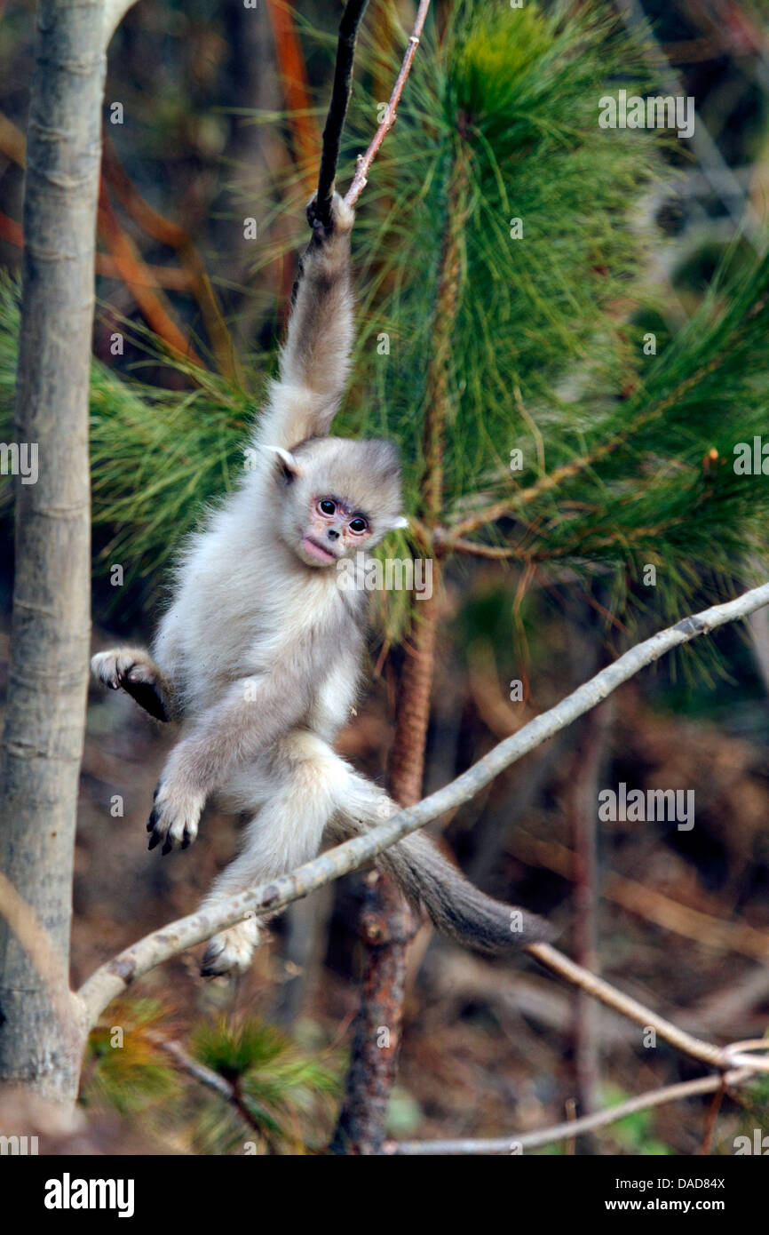 Monkey hanging branch -Fotos und -Bildmaterial in hoher Auflösung – Alamy
