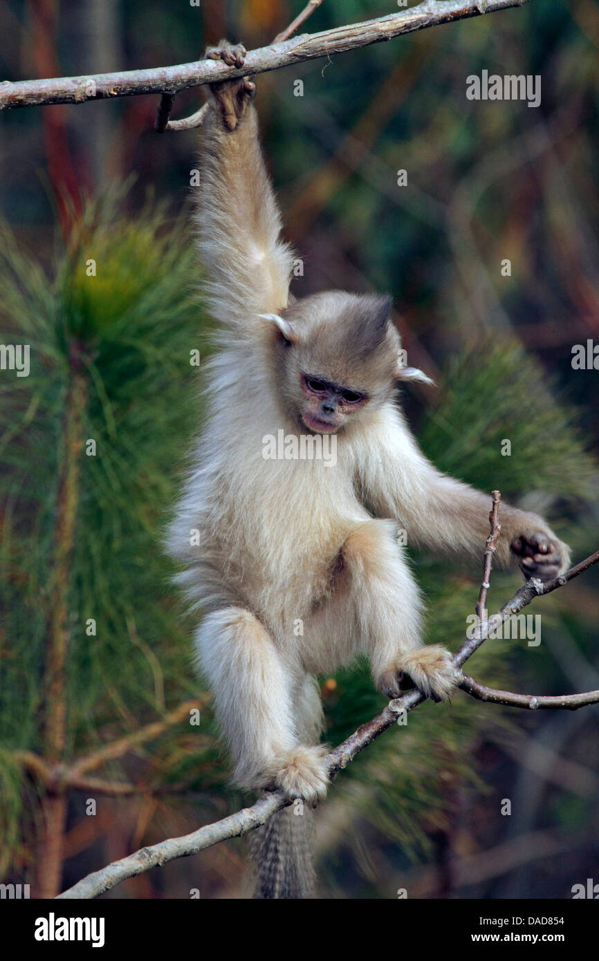 Monkey Hanging Branch Stockfotos und -bilder Kaufen - Alamy