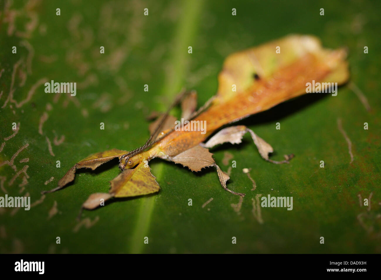 Phyllium pulchrifolium -Fotos und -Bildmaterial in hoher Auflösung – Alamy