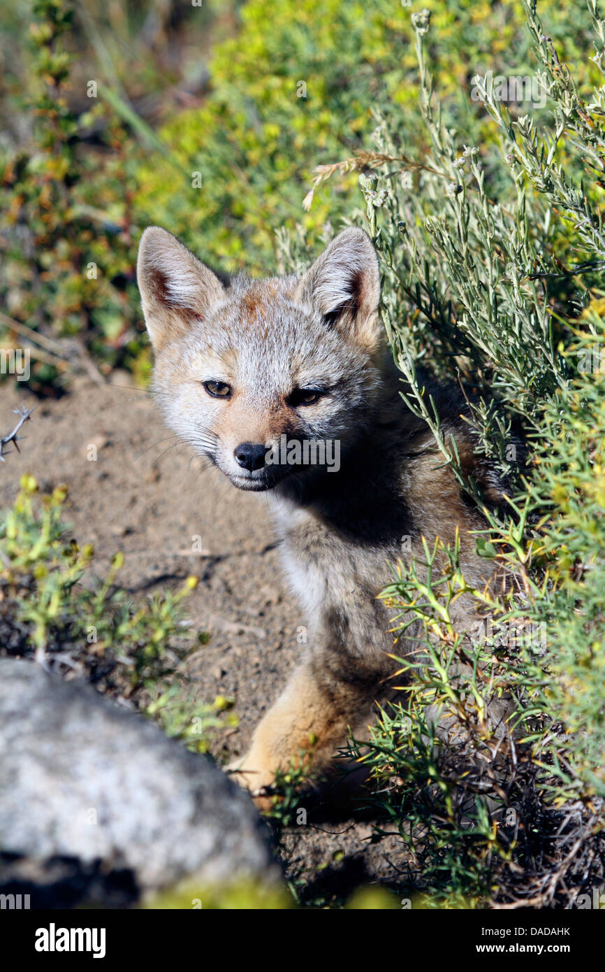 Grauer fuchs dusicyon griseus -Fotos und -Bildmaterial in hoher ...
