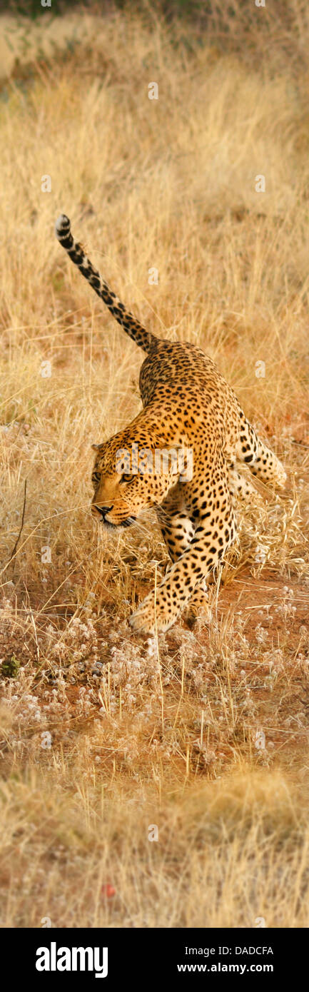 Leoparden jagen hirsche -Fotos und -Bildmaterial in hoher Auflösung – Alamy