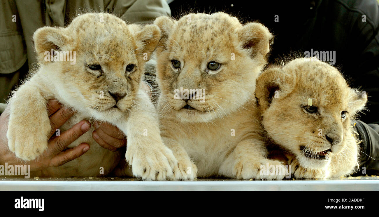 Nach einer Routineuntersuchung in der Serengeti-Park Hodenhagen Zoo in ...