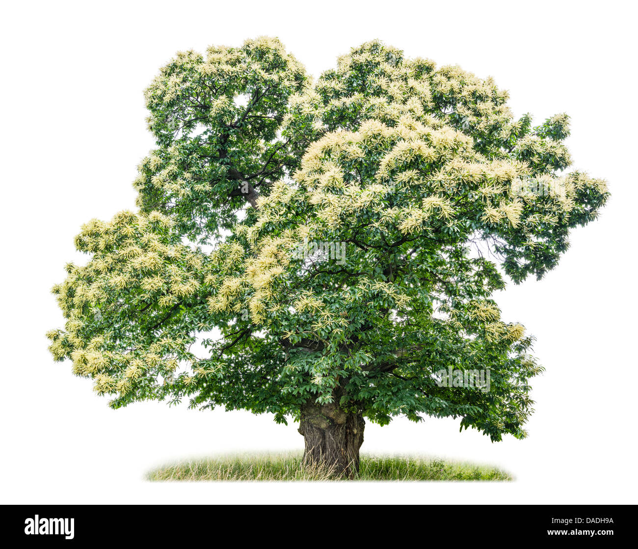 Kastanie auf einem baumstamm Ausgeschnittene Stockfotos und -bilder - Alamy