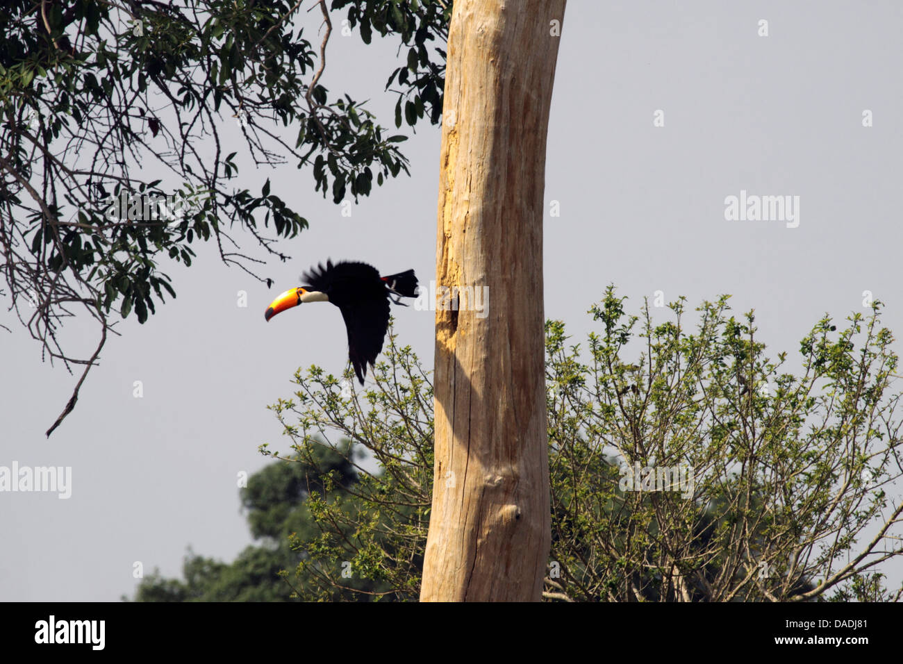 Fliegen in tukanen -Fotos und -Bildmaterial in hoher Auflösung – Alamy