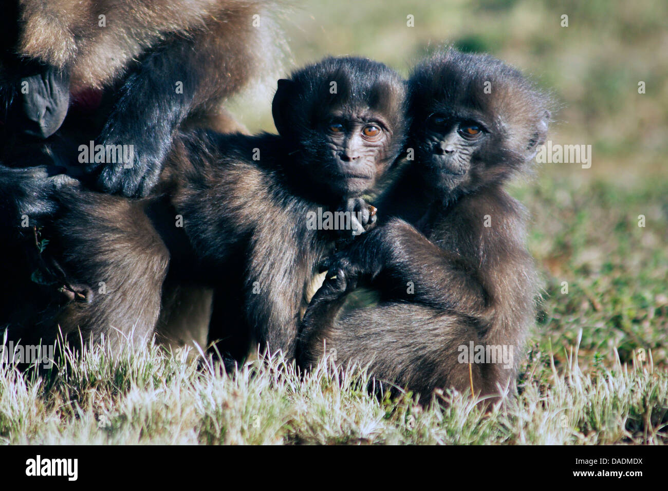 Gelada baboons theropithecus gelada -Fotos und -Bildmaterial in hoher ...