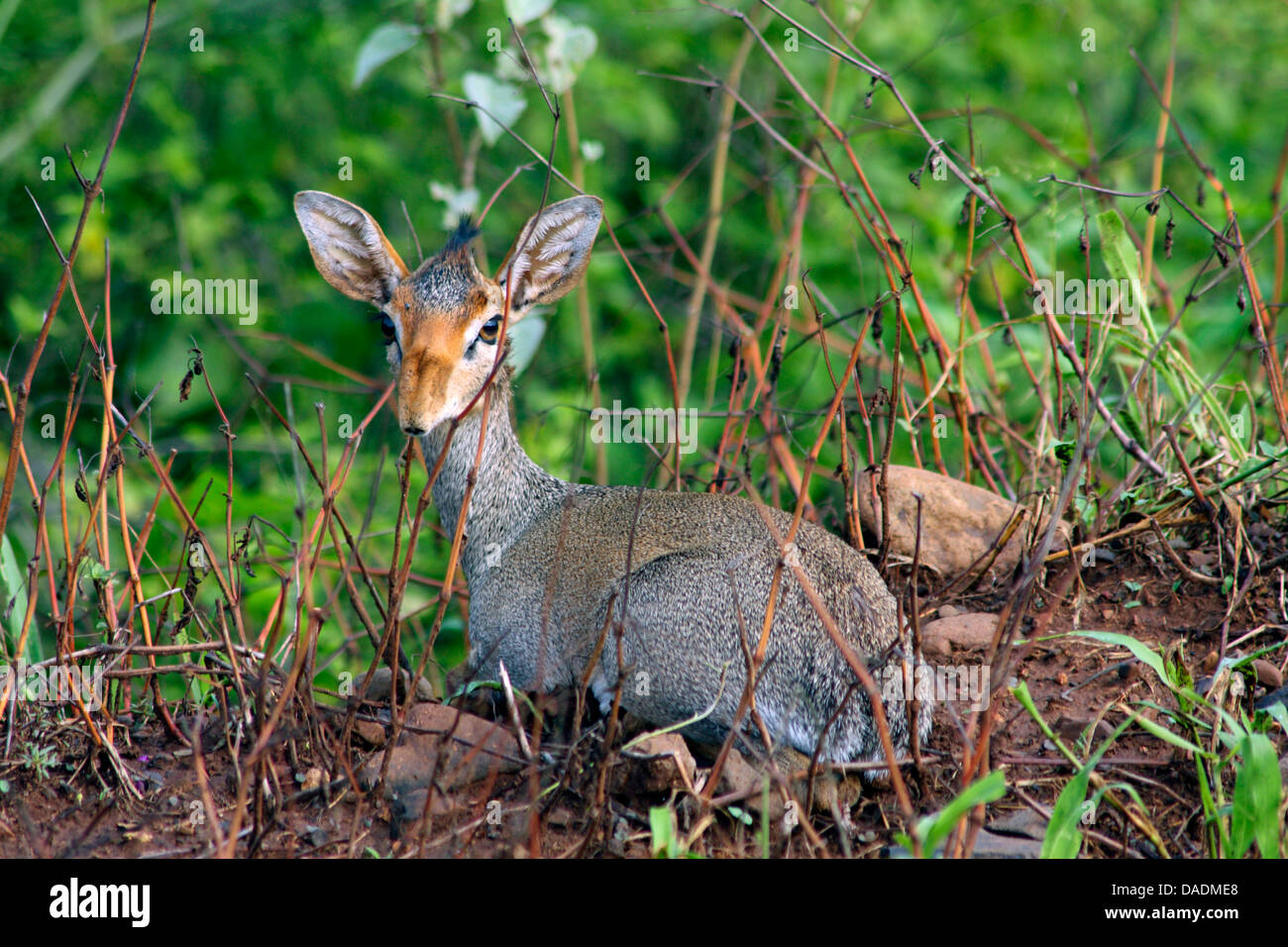 Damara dik diks -Fotos und -Bildmaterial in hoher Auflösung – Alamy
