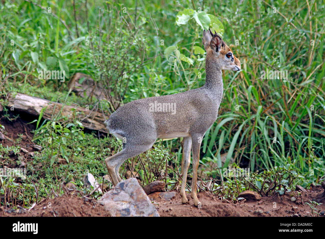 Kirk-Dikdik, Kirk Dikdiks, Damara Dik (Madoqua Kirkii), stehend im ...
