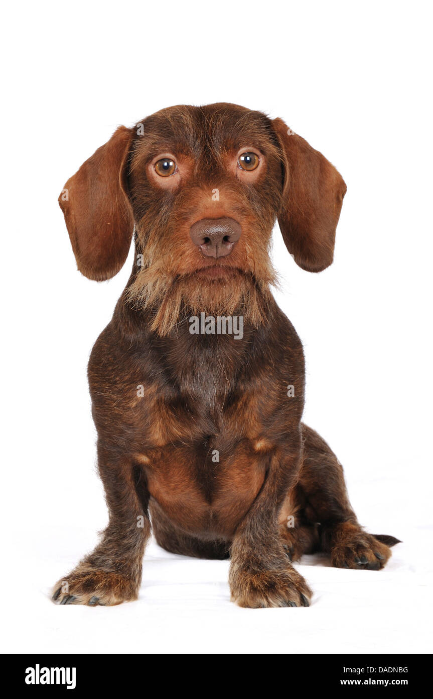 Rauhaar Dackel, Rauhhaar Dackel, Haushund (Canis Lupus F. Familiaris ...