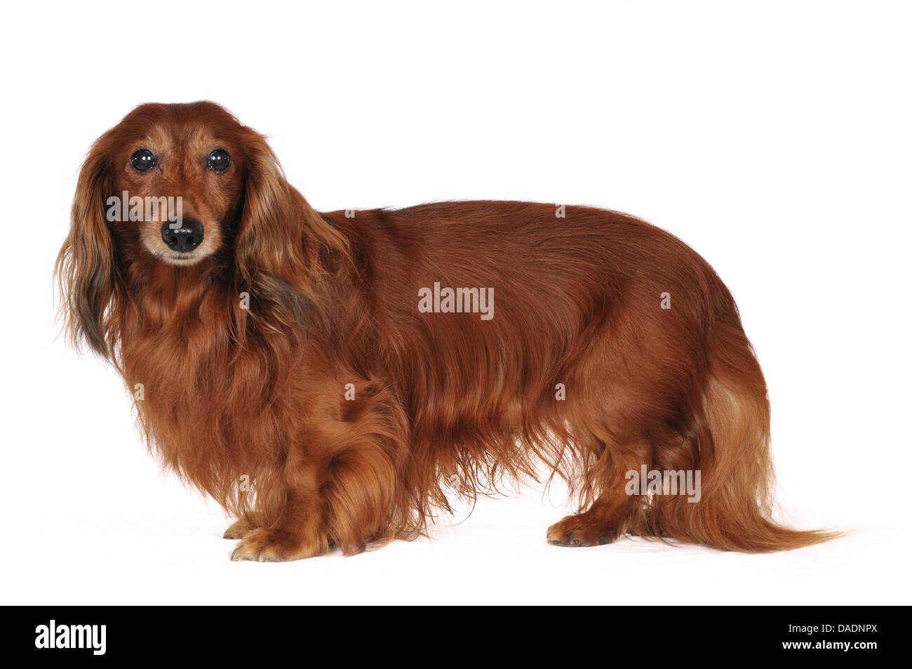 Langhaar Dackel Langhaar Dackel, Haushund (Canis Lupus F. Familiaris ...