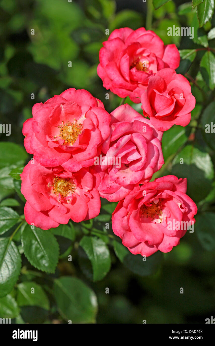 Rose rosa spec -Fotos und -Bildmaterial in hoher Auflösung – Alamy