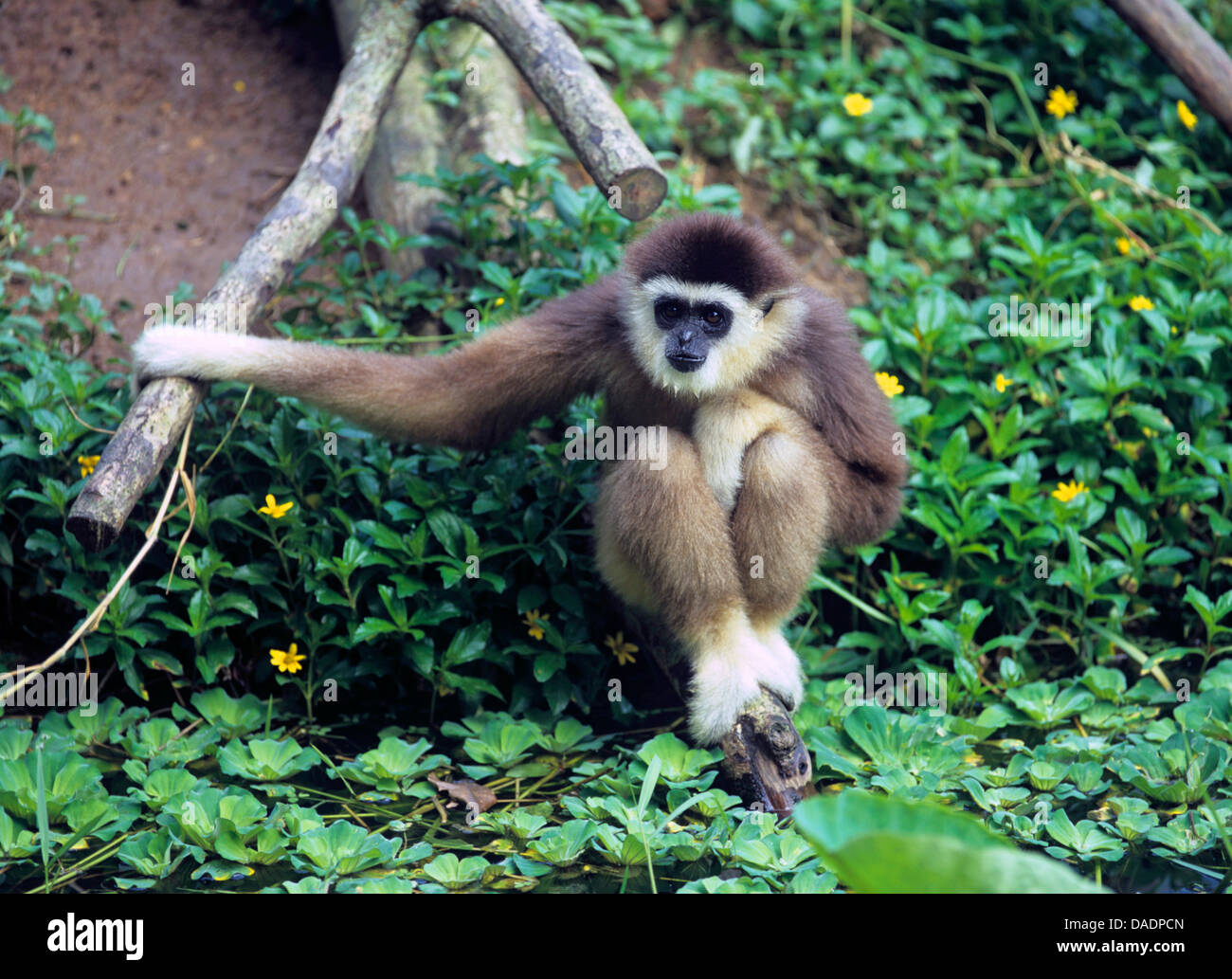 Agile gibbons -Fotos und -Bildmaterial in hoher Auflösung – Alamy