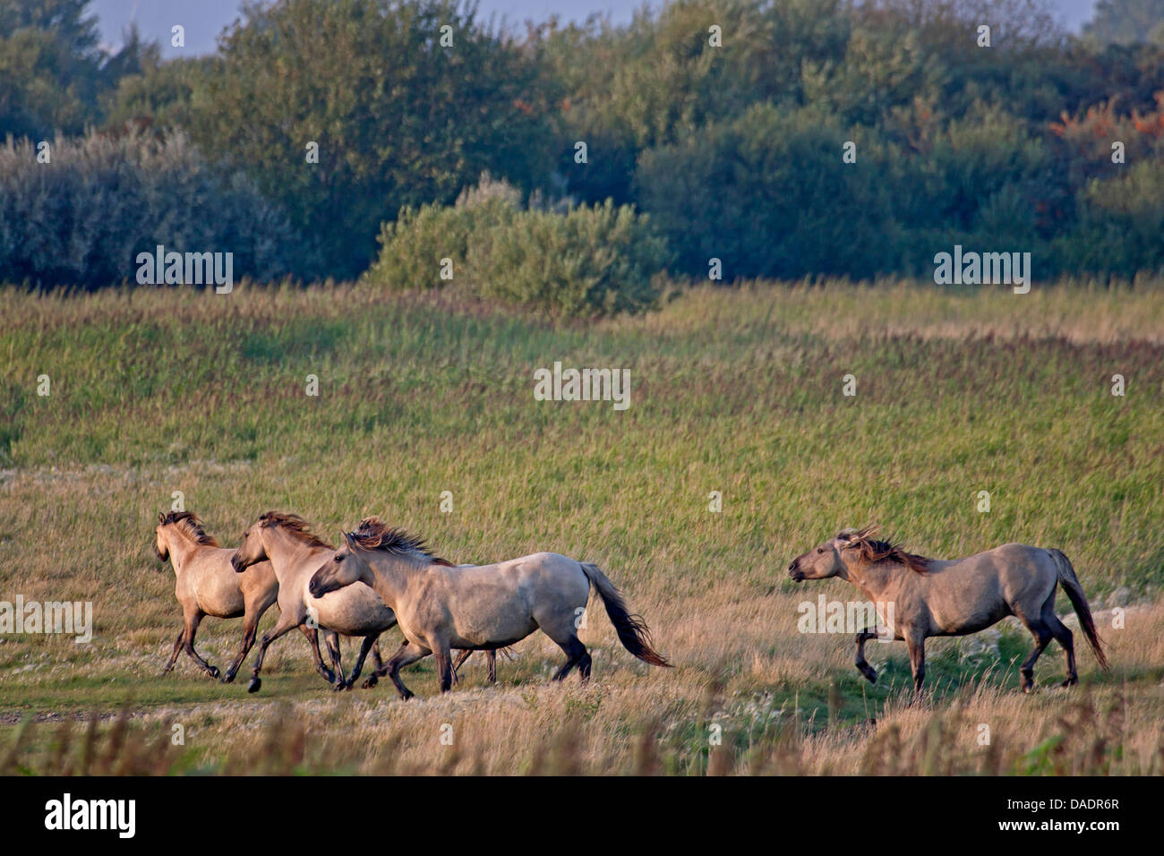 Konik (Equus Przewalskii F. Caballus) Pferd, vier Konik-Pferde im Trab ...
