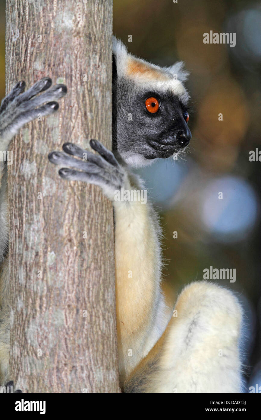 Golden crowned sifaka -Fotos und -Bildmaterial in hoher Auflösung – Alamy