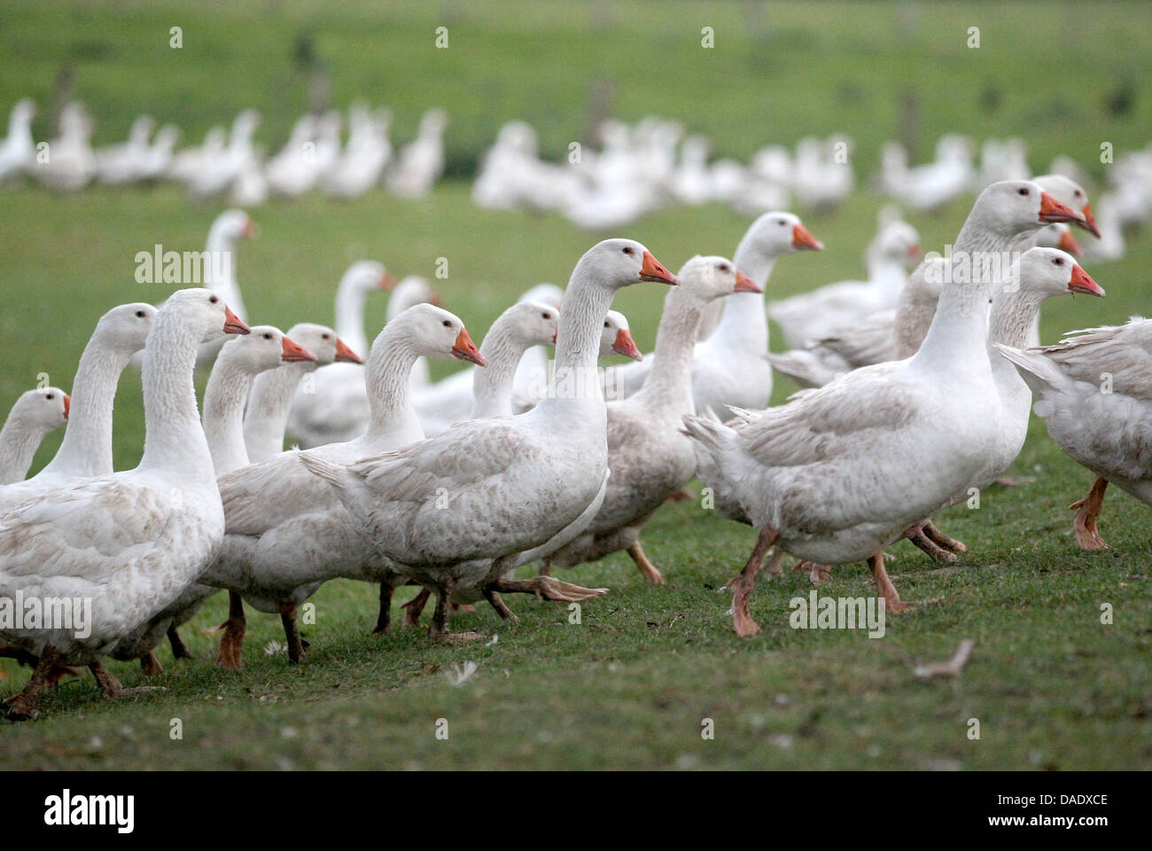 Landwirt Agenturgeschäftsführer jagt Gänse über eine Wiese in Duisburg ...