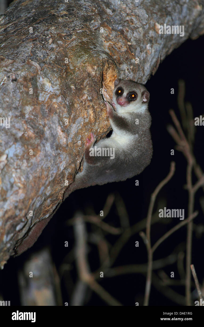 kleiner Zwerg Lemur, Fett-tailed Zwerg Lemur (Cheirogaleus Medius ...