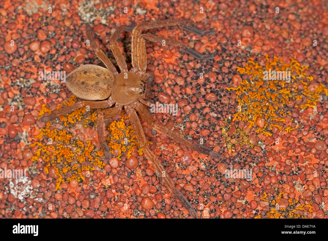 Riesenkrabbe Spinne, Huntsman Spinne (Olios Argelasius), sitzt auf ...