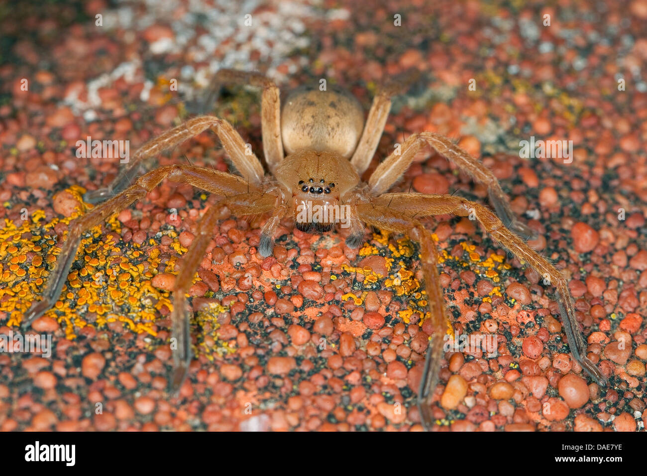 Riesenkrabbe Spinne, Huntsman Spinne (Olios Argelasius), sitzt auf ...