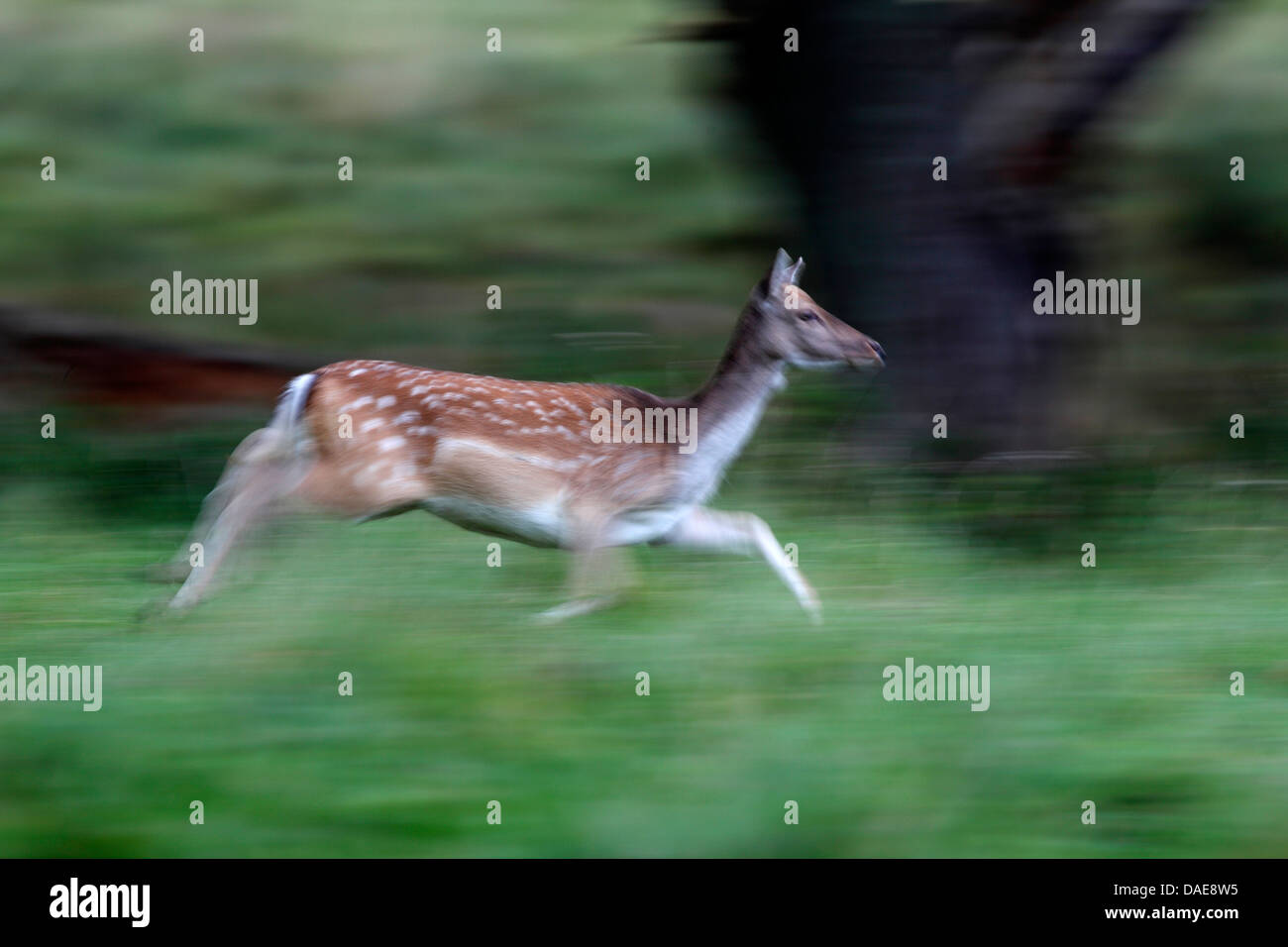 Hirsch damwild tierfoto -Fotos und -Bildmaterial in hoher Auflösung – Alamy