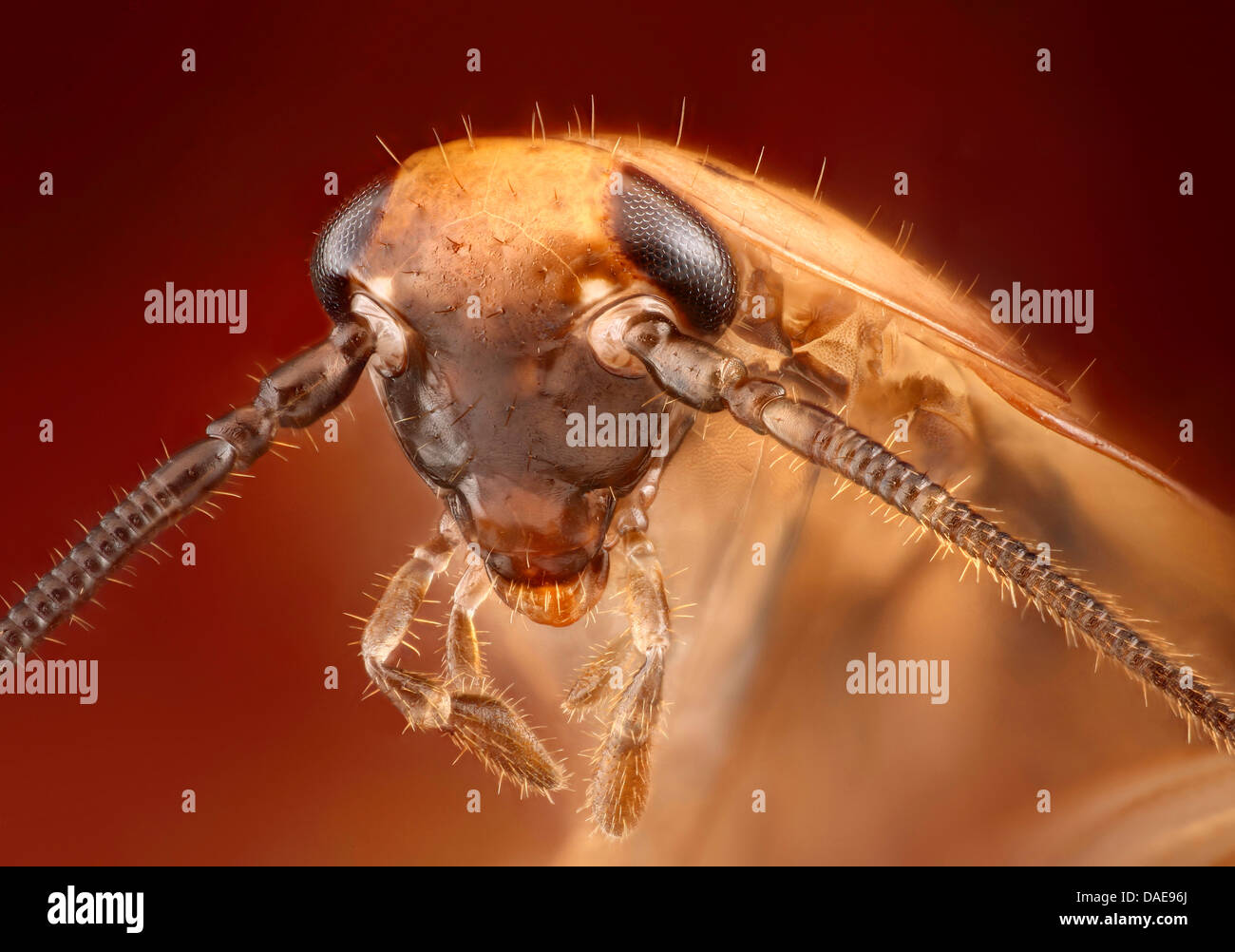 Deutsche schaben -Fotos und -Bildmaterial in hoher Auflösung – Alamy