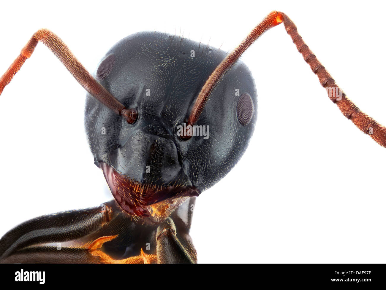 Carpenter ants camponotus spec -Fotos und -Bildmaterial in hoher ...