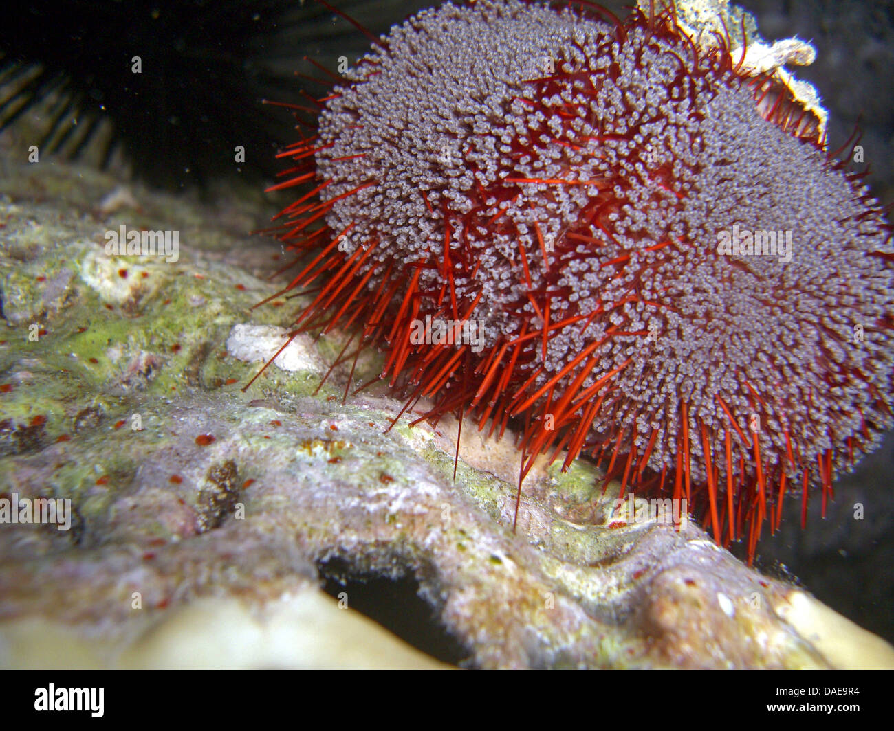 Leder Seeigel (Echinothuridae), am Korallenriff, Ägypten, Rotes Meer ...