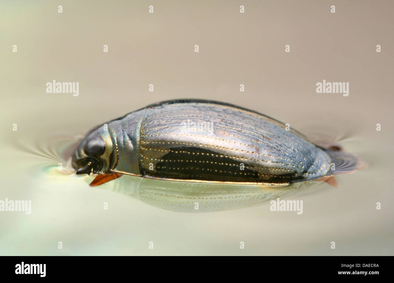 Gyrinus substriatus -Fotos und -Bildmaterial in hoher Auflösung – Alamy