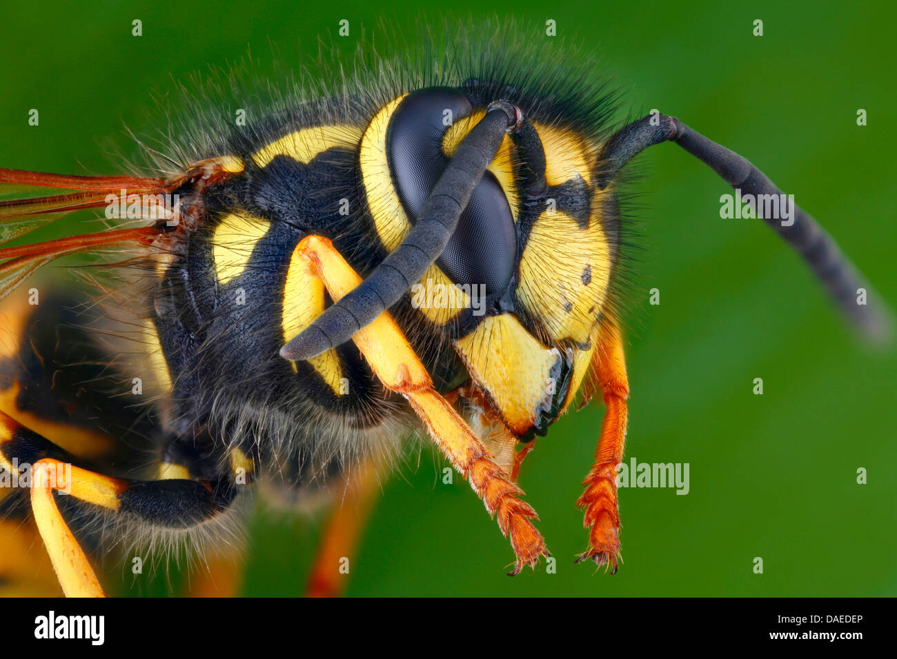 Deutsche Wespe (Vespula Germanica, Vespa Germanica, Paravespula ...