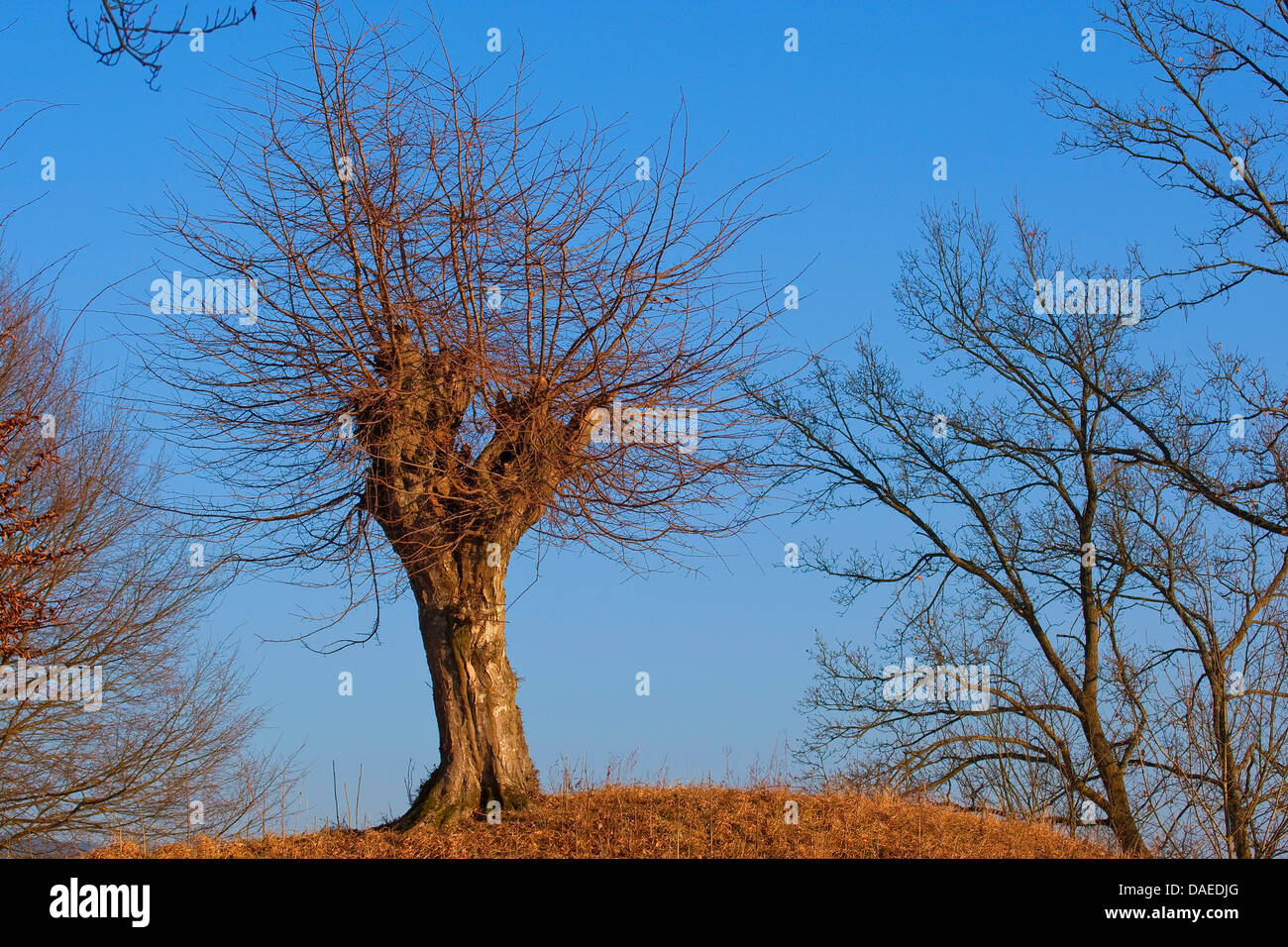 Hornbeam carpinus betulus winter -Fotos und -Bildmaterial in hoher ...
