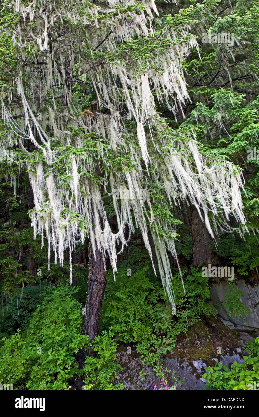 Westamerikanische hemlocktanne -Fotos und -Bildmaterial in hoher ...