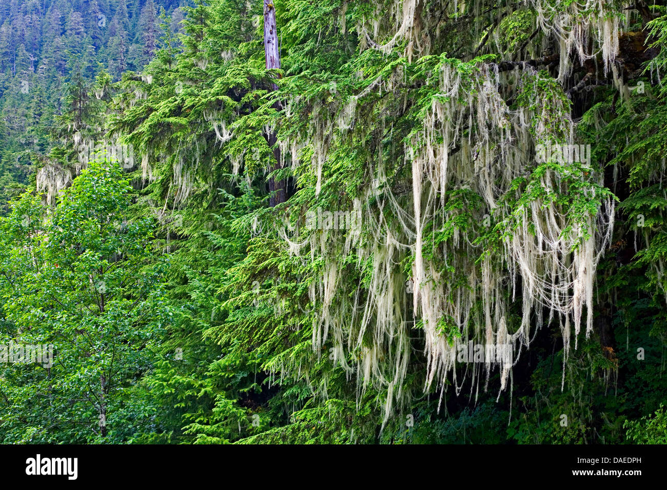 Western hemlock tsuga heterophylla -Fotos und -Bildmaterial in hoher ...