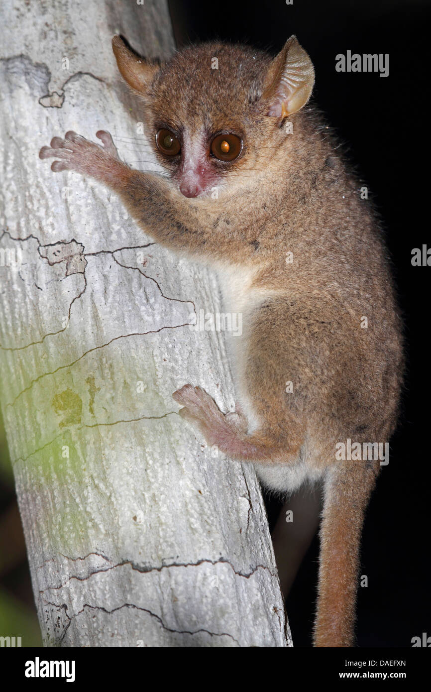 Graue maus -Fotos und -Bildmaterial in hoher Auflösung – Alamy