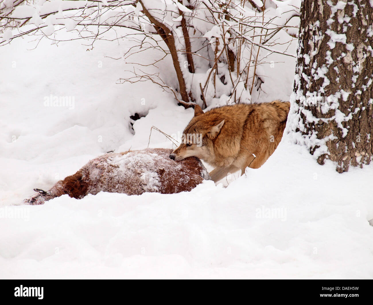 Wolf canis lupus foraging winter -Fotos und -Bildmaterial in hoher ...