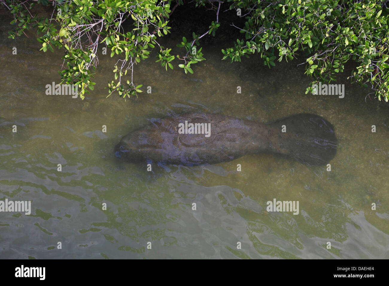 Karibische Seekuh, Antillean Manati (Trichechus Manatus), West Indian ...