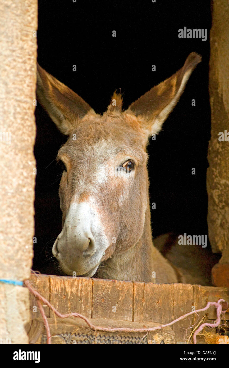 inländische Esel (Equus Asinus F. Asinus), aus einem halb-offenen ...