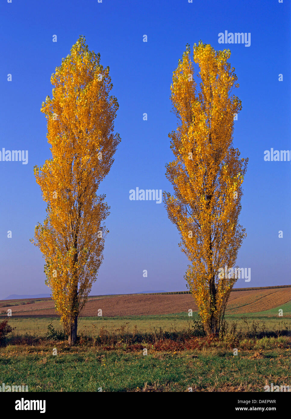 Lombardei-Pappel (Populus Nigra var. Italica, Populus Nigra 'Italica ...