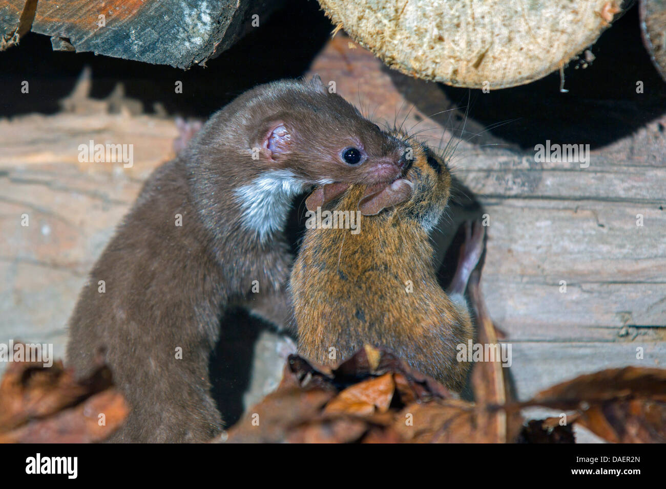 Wiesel am wenigsten -Fotos und -Bildmaterial in hoher Auflösung – Alamy