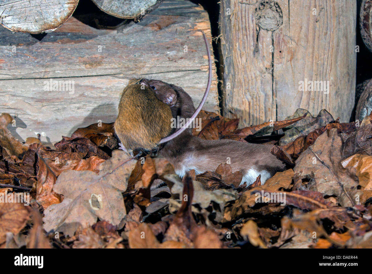 Wiesel am wenigsten -Fotos und -Bildmaterial in hoher Auflösung – Alamy