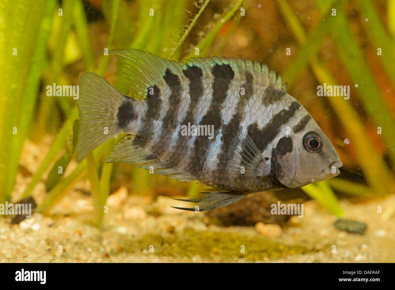 Archocentrus nigrofasciatum -Fotos und -Bildmaterial in hoher Auflösung ...
