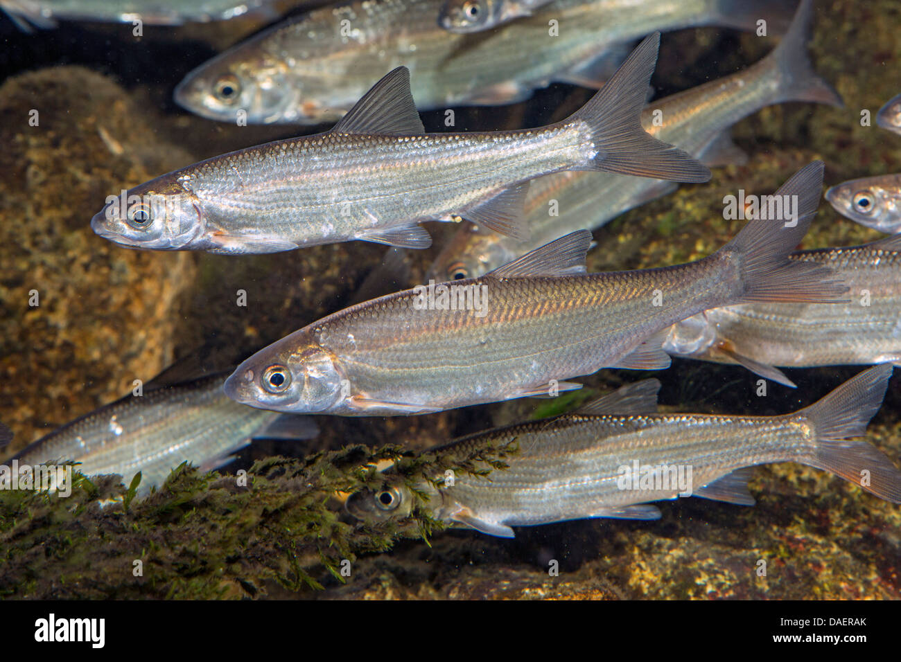 Nase (Chondrostoma Nasus), Fischschwarm von Fischen, Deutschland ...
