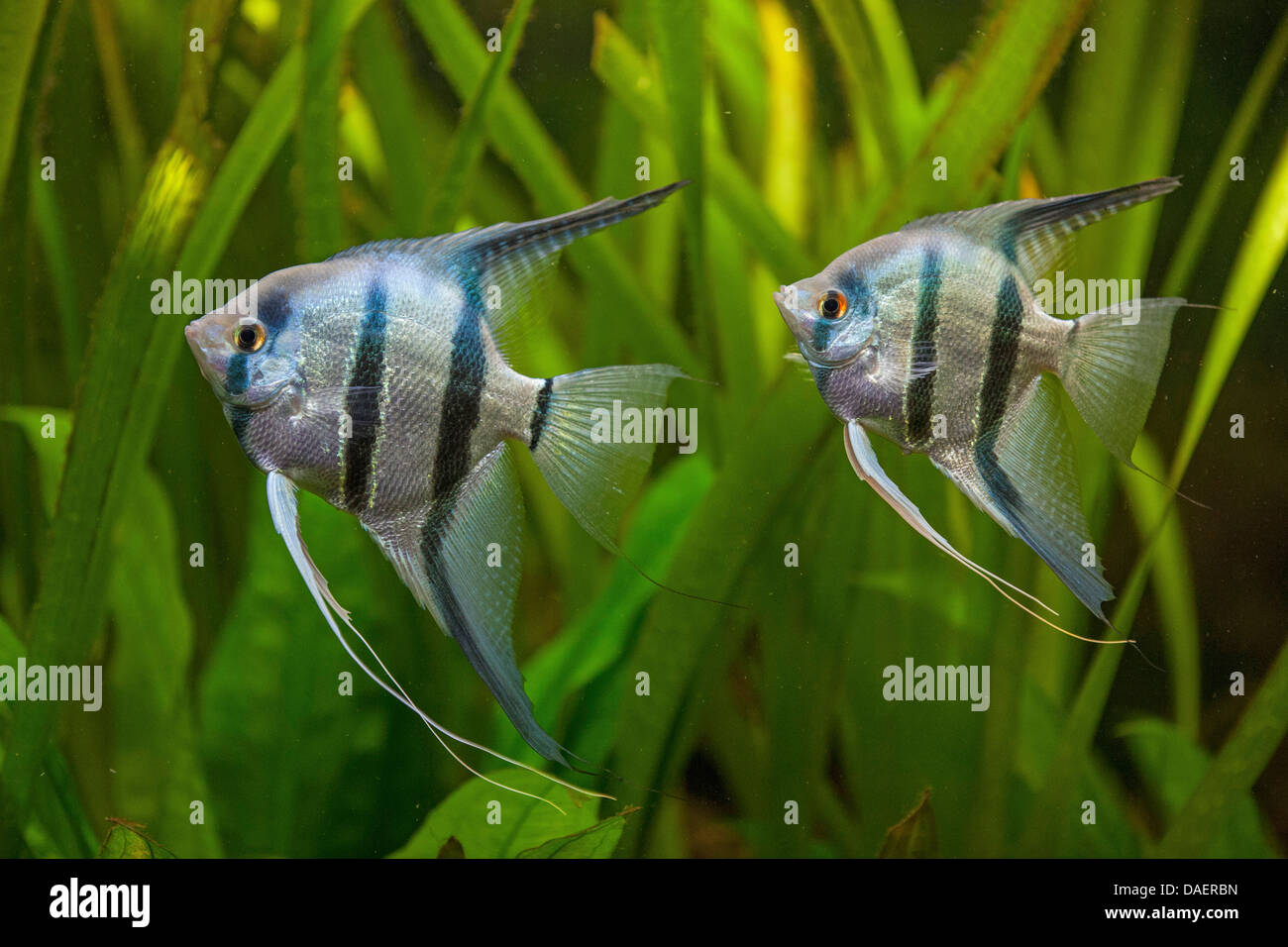 Skalar Männchen Oder Weibchen – Skalar (Pterophyllum scalare ...
