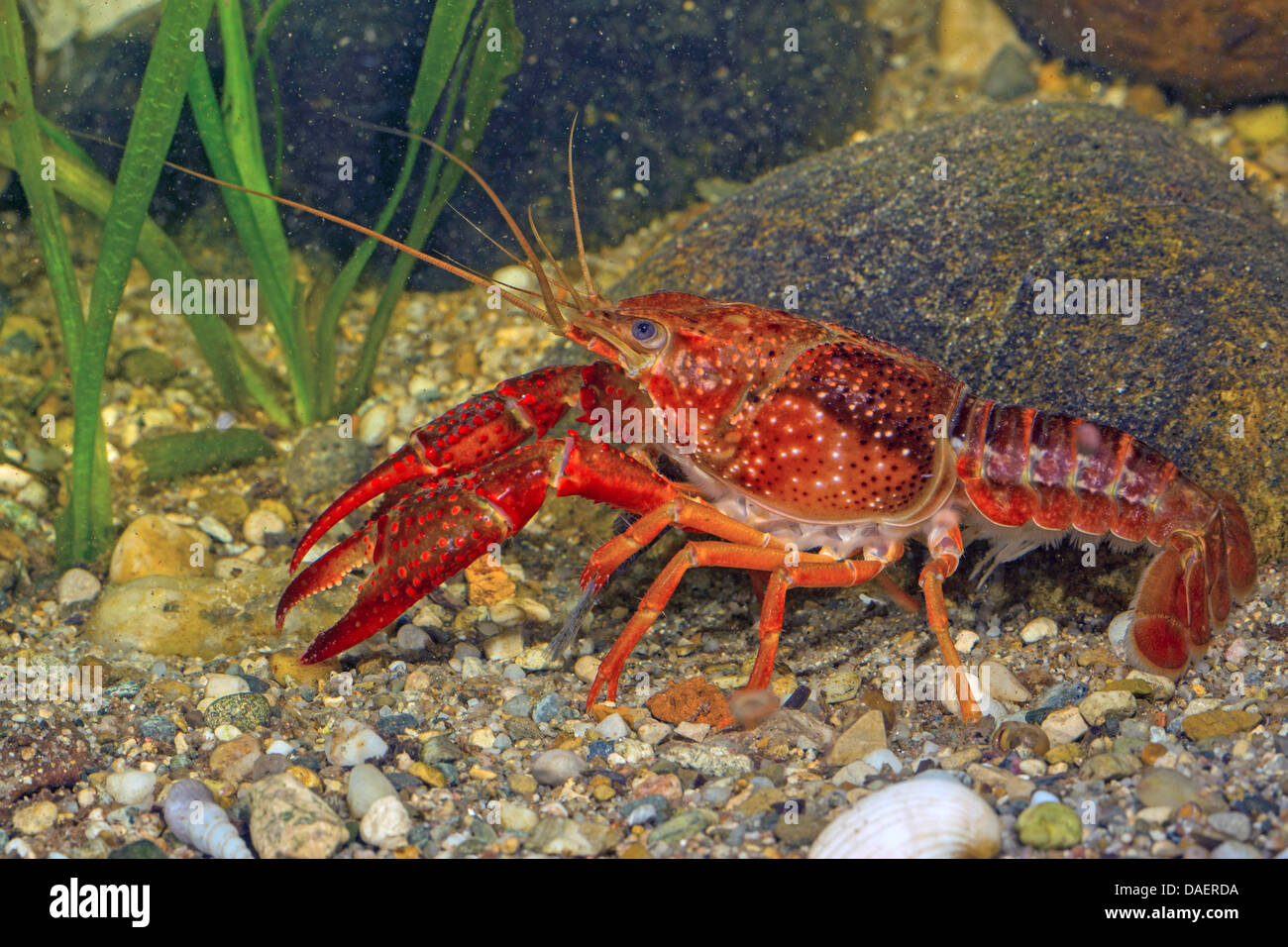 Roter Sumpf Krebse Procambarus Clarkii Stockfotos und -bilder Kaufen ...