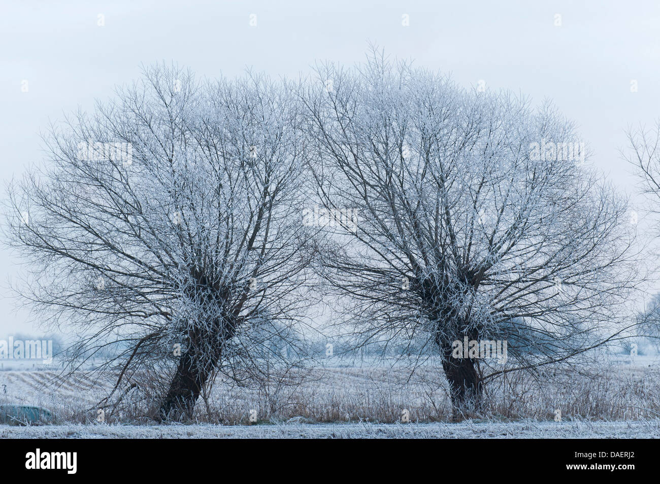Osier Salix Spec Stockfotos und -bilder Kaufen - Alamy